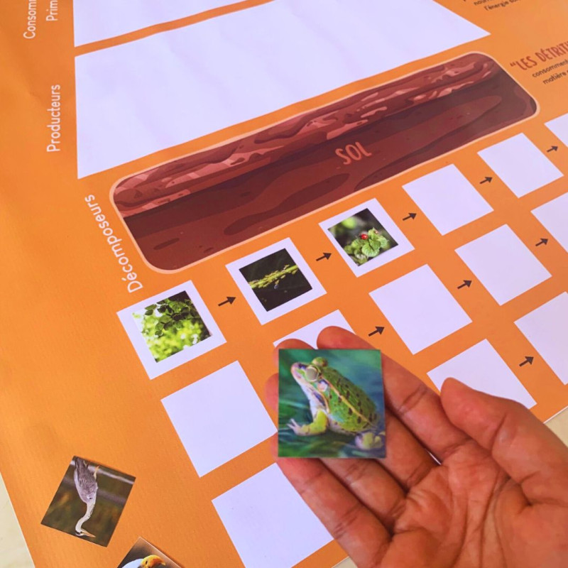 Pyramide de la Chaîne Alimentaire